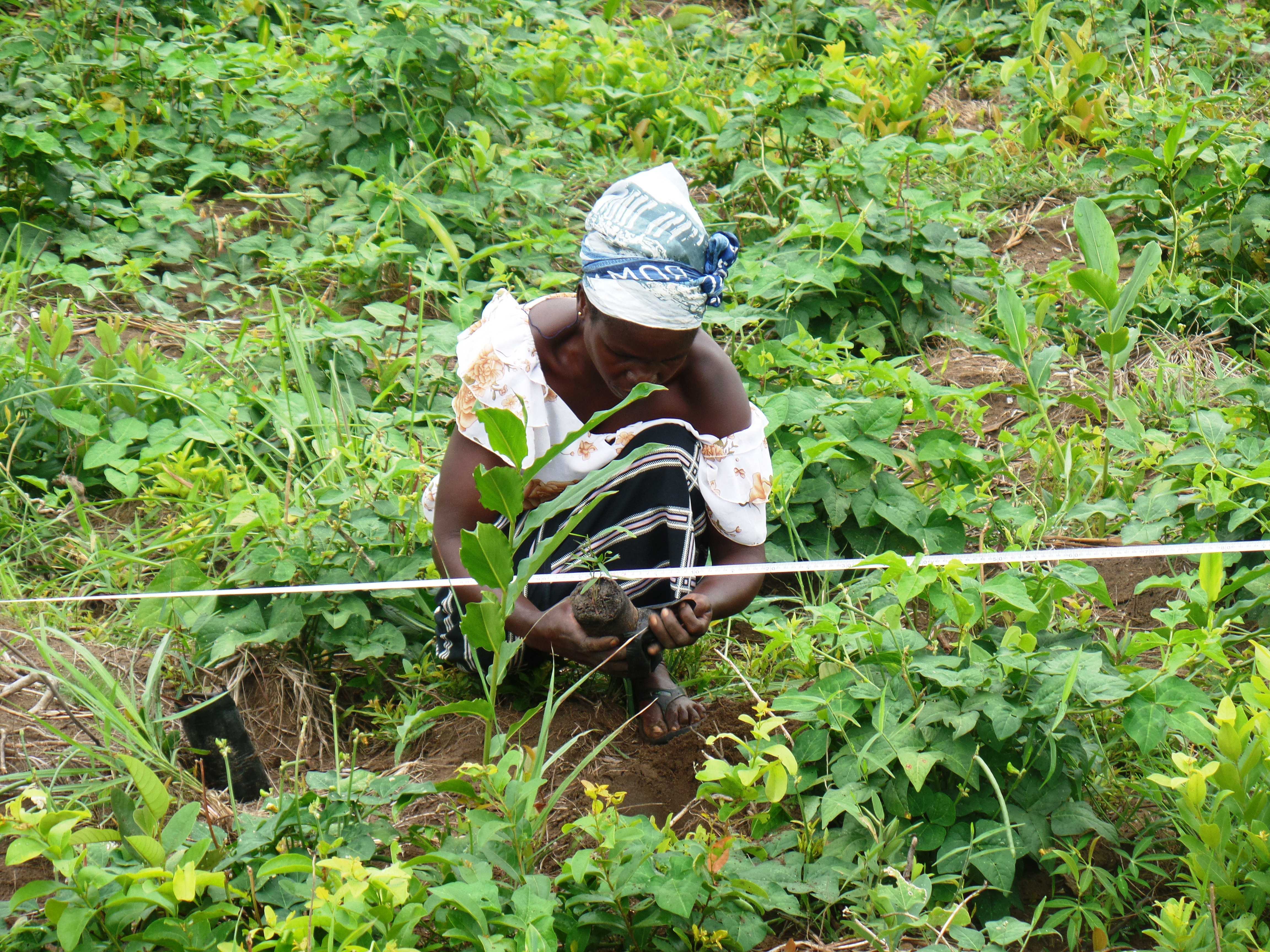 Applying ecosystem-based disaster risk reduction (Eco-DRR) in ... Applying ecosystem-based disaster risk reduction (Eco-DRR) in ...