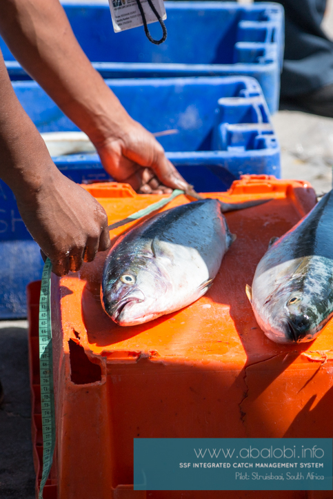 ABALOBI: ICTs for small-scale fisheries governance | PANORAMA